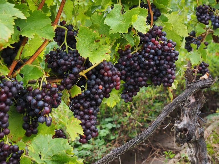 Cépage Rouge, les 7 principaux arômes - ONIVINS