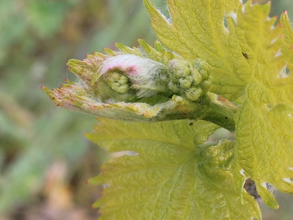 Cycle de la vigne: débourrement, la floraison et véraison