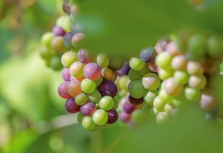 Cycle de la vigne: débourrement, la floraison et véraison